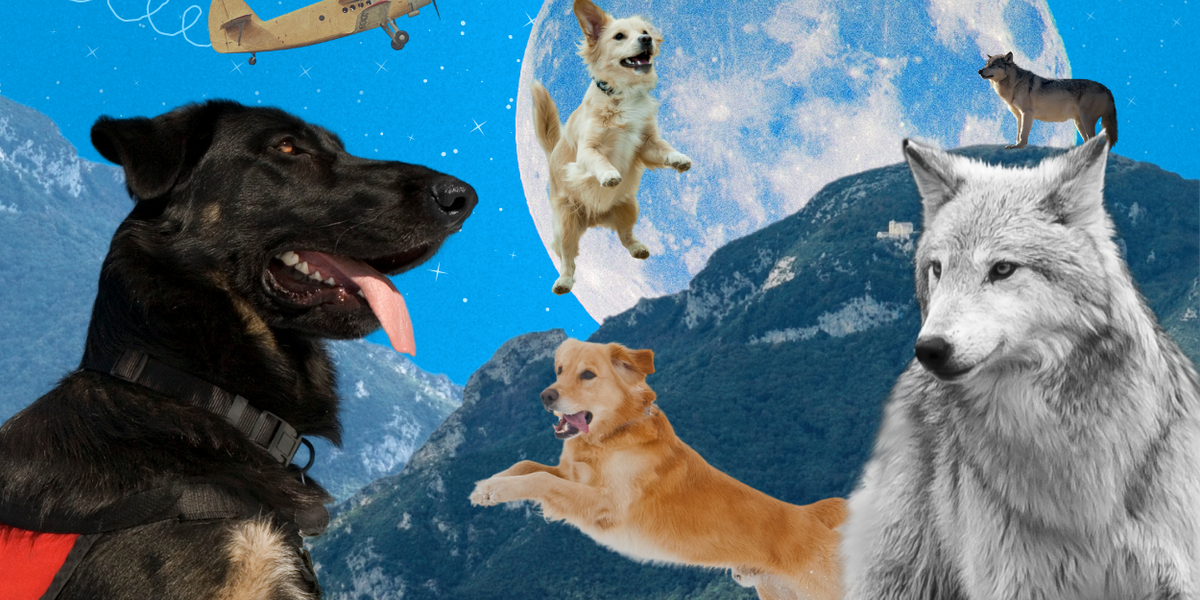 How Dogs Changed The Course Of Civilization — Vital Pet Life