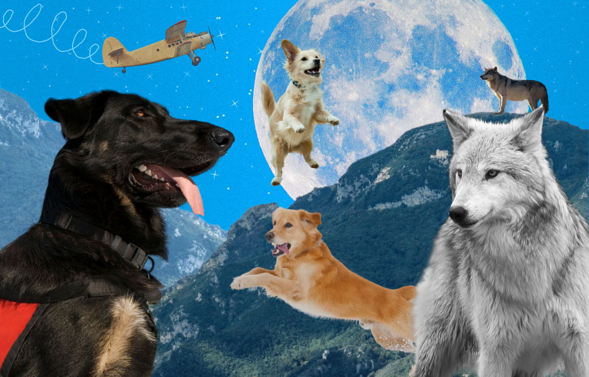 How Dogs Changed The Course Of Civilization — Vital Pet Life