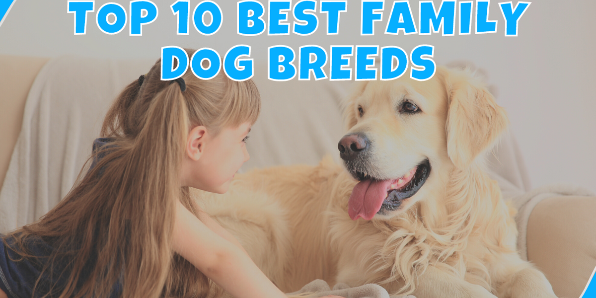 TOP 10 BEST FAMILY DOG BREEDS - Vital Pet Life