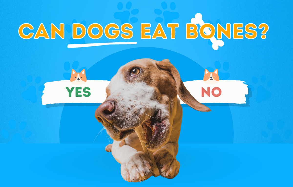 Myth or Fact: Can Dogs Eat Bones? — Vital Pet Life