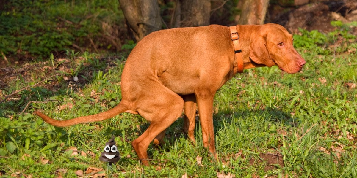 Dog Poop Colors: What They Mean (And When to Pay Attention) — Vital Pet ...