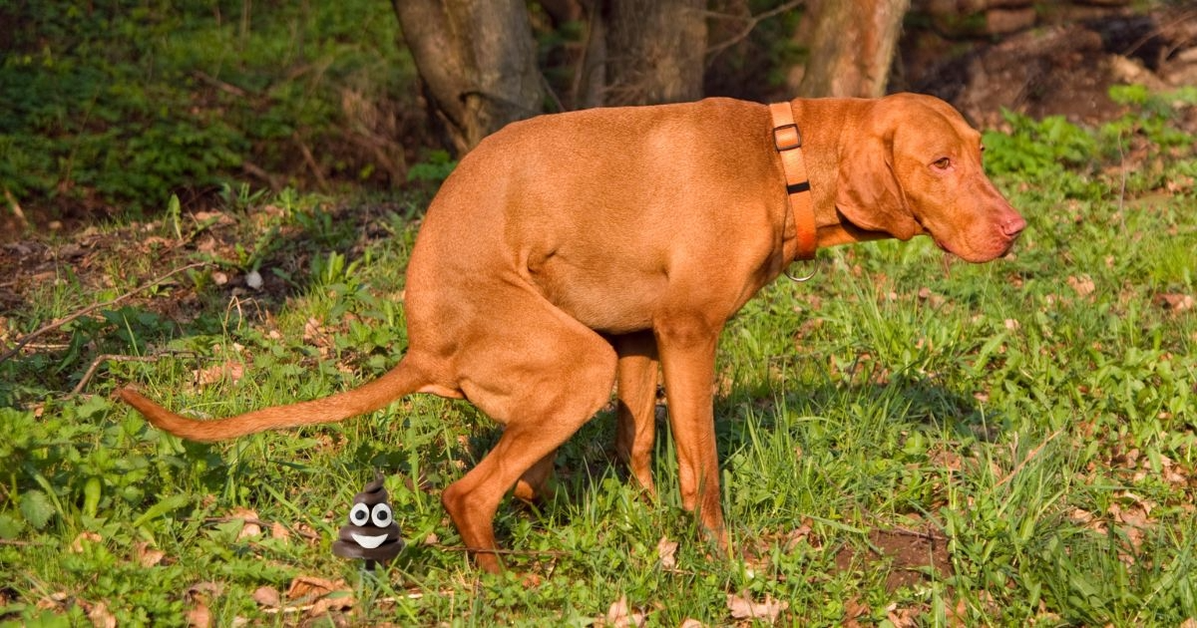 Dog Poop Colors: What They Mean (And When to Pay Attention) — Vital Pet ...