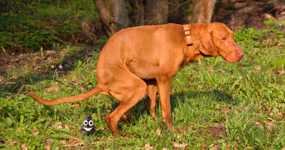 Dog Poop Colors: What They Mean (And When to Pay Attention) — Vital Pet ...