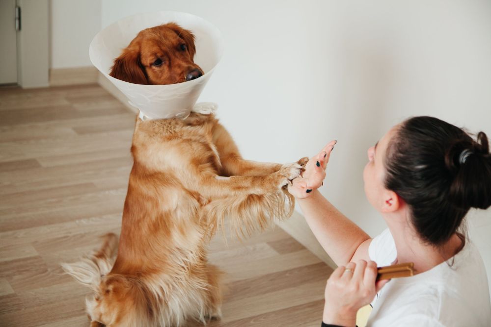 The Benefits of Spaying a Dog - Vital Pet Life